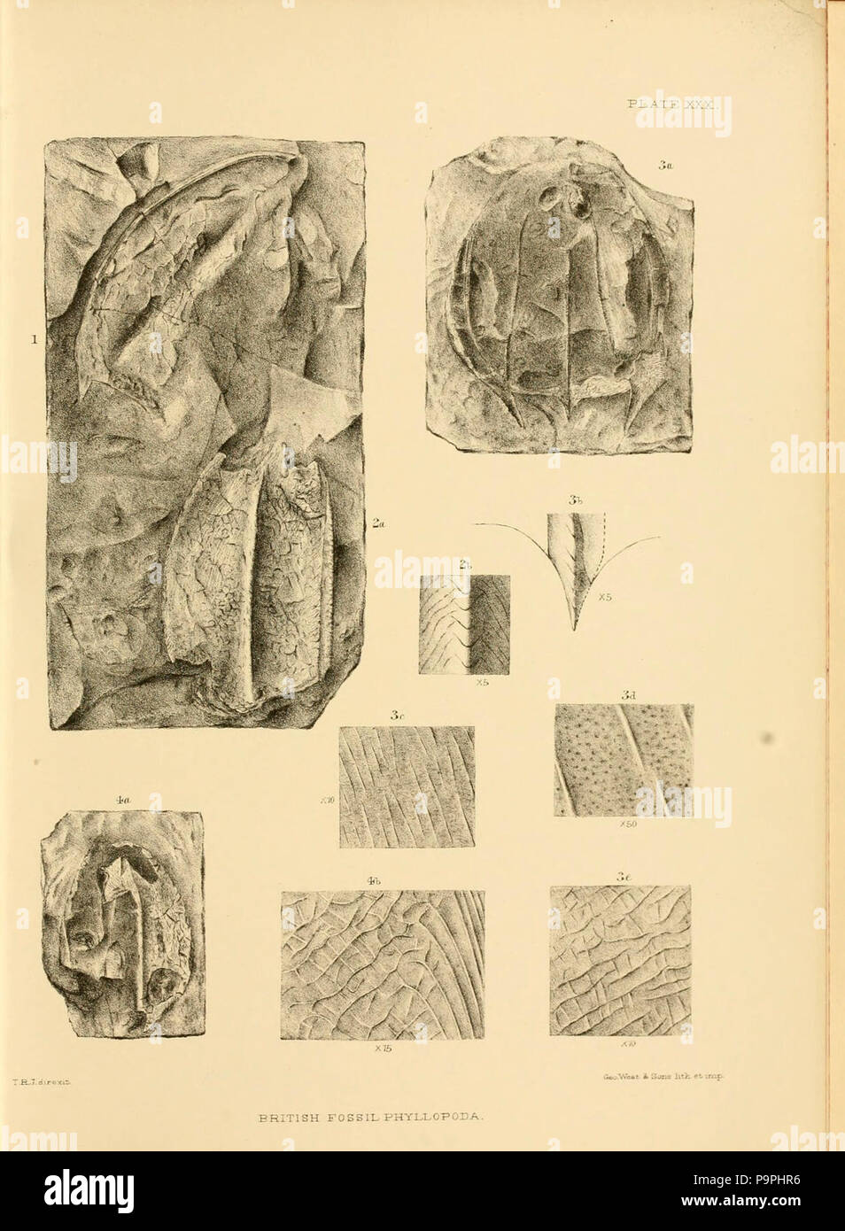 A monograph of the British Palæozoic Phyllopoda Stock Photo - Alamy