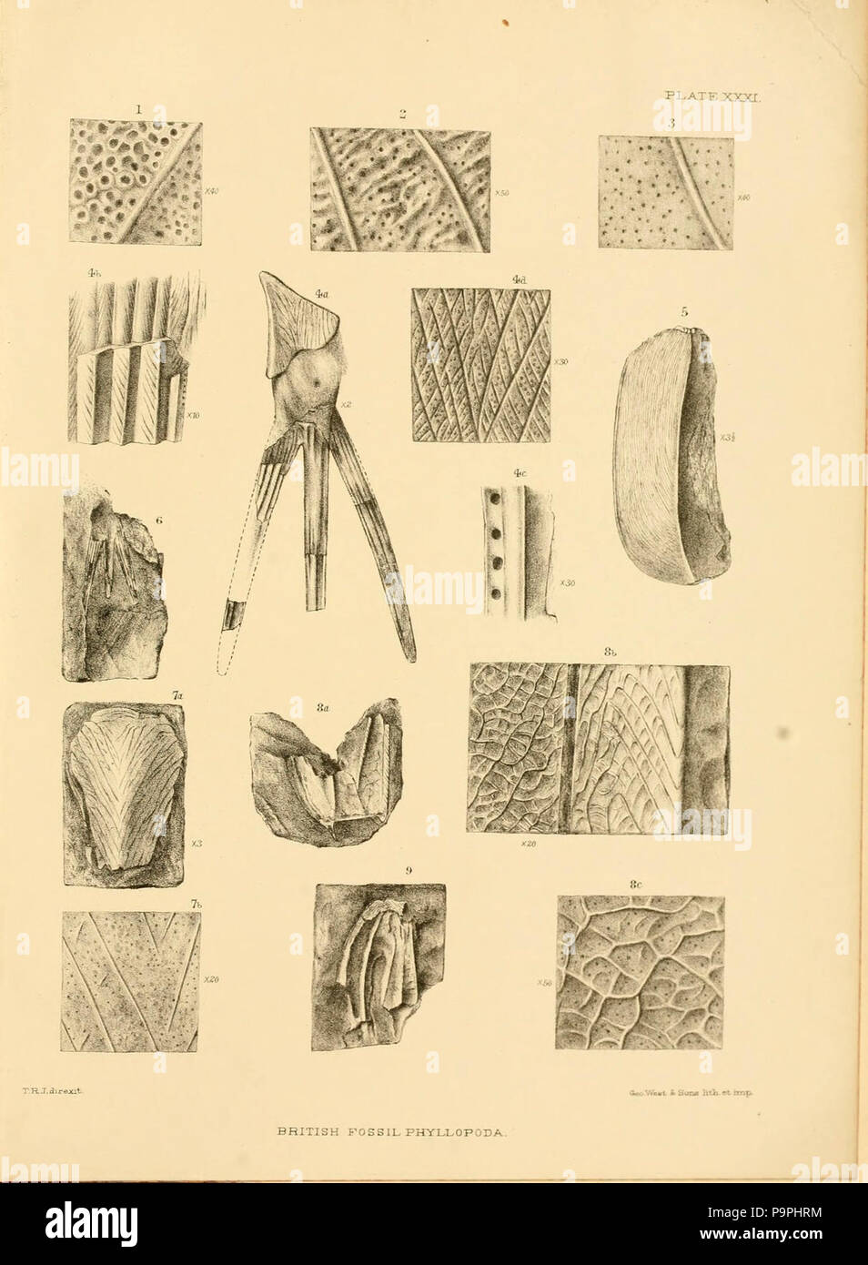 Phyllopoda hi-res stock photography and images - Alamy