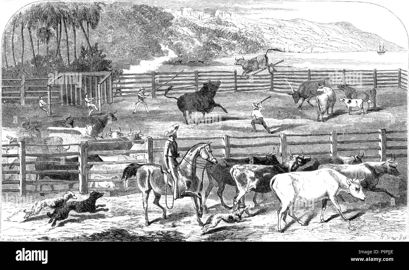 231 Branding cattle at Illawarra Stock Photo - Alamy