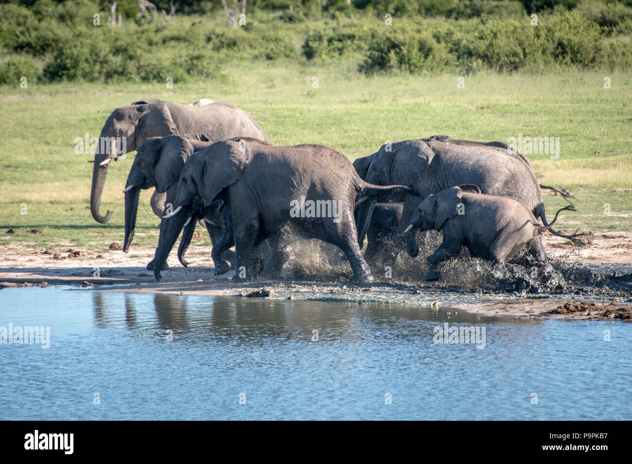 A family of elephants trudge through the water of Hwange National Park ...