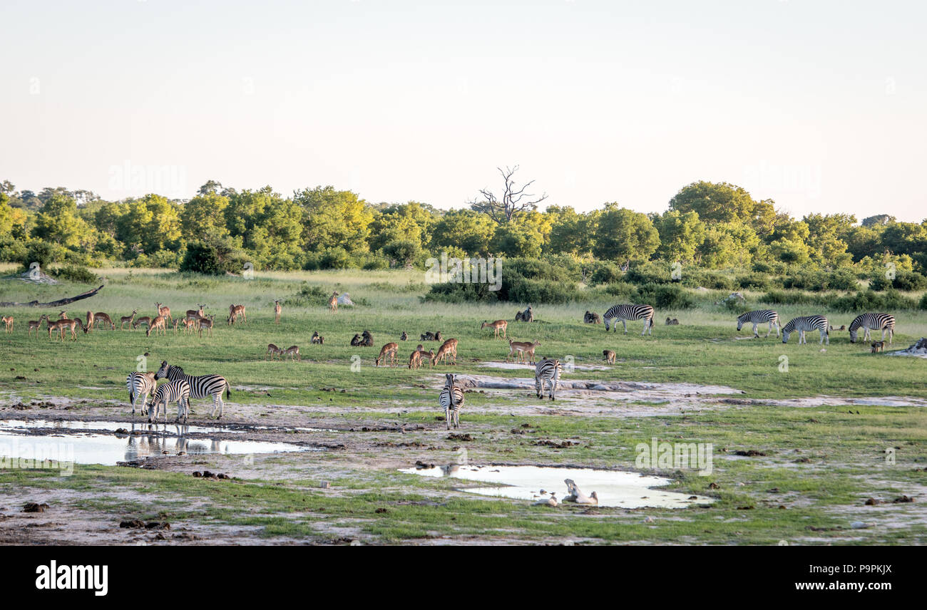 Groups of zebras and impala graze on the grasslands of the savanna in ...