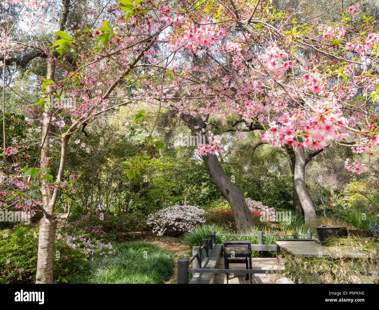 The beautiful cherry tree in the Japanese garden at Descanso Garden ...