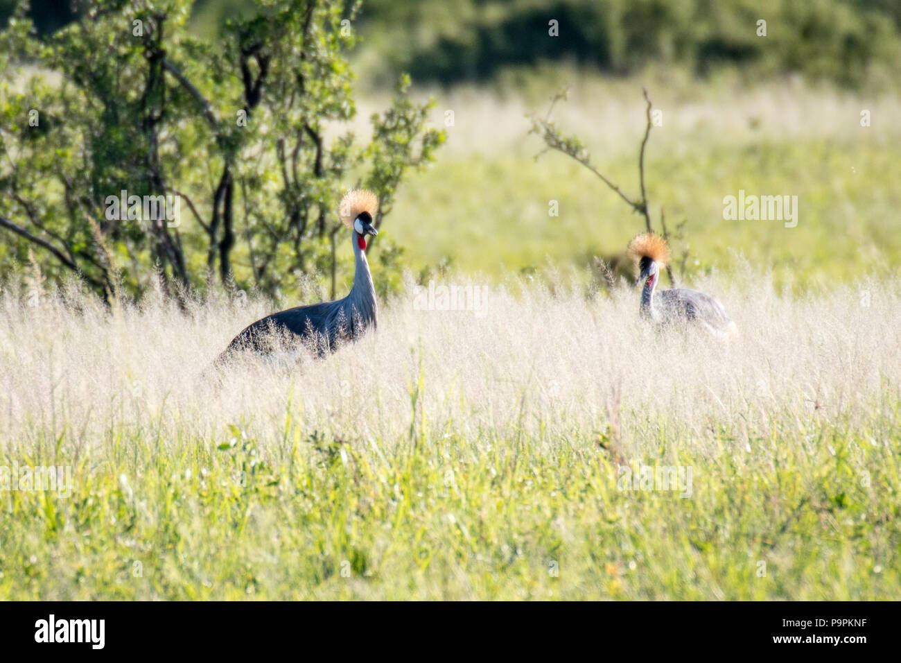 Zimbabwe savanna hi-res stock photography and images - Alamy
