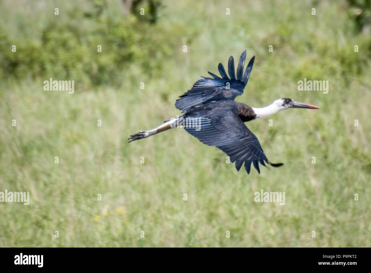 A wooly necked stork soars through the air over the grasslands below in ...