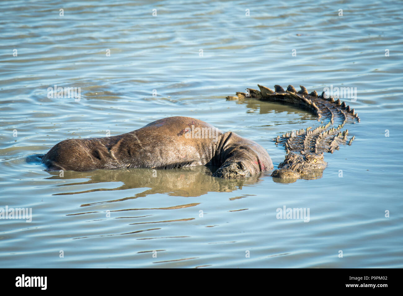 Crocodile kill hi-res stock photography and images - Alamy