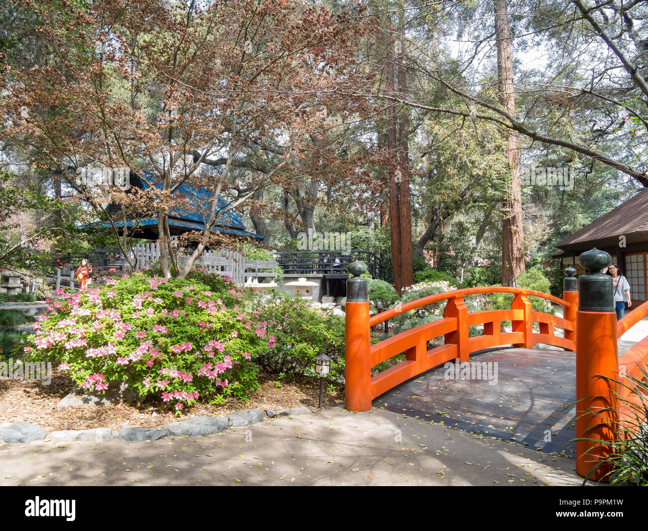 Japanese style red wood bridge and Rhododendron blossom in Descanso ...