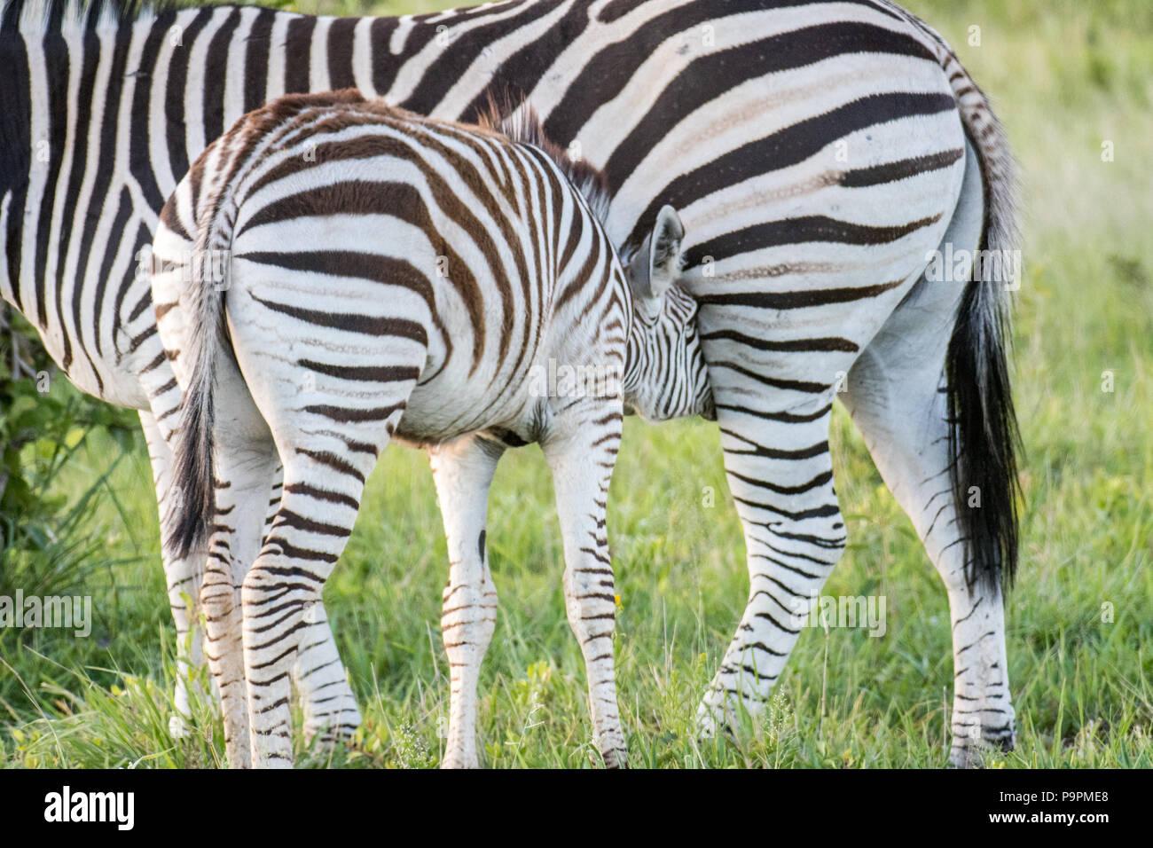 A young zebra calf nurses from its mother in Hwange National Park ...