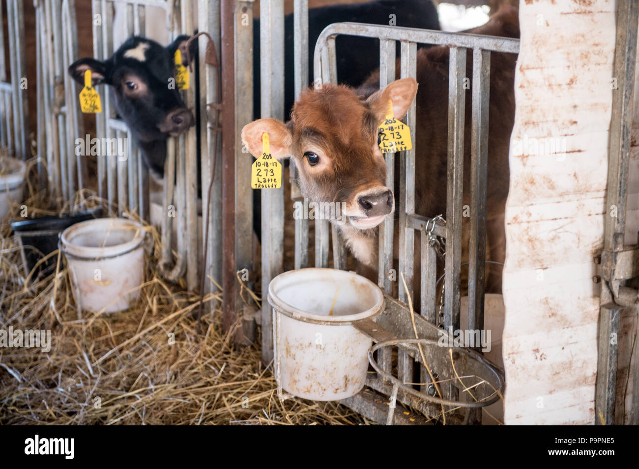Two young calves stick their heads out of gate out of curiosity ...