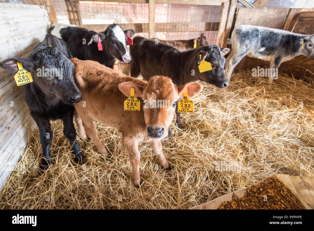 A group of young calves of assorted coat colors stand together in pen ...