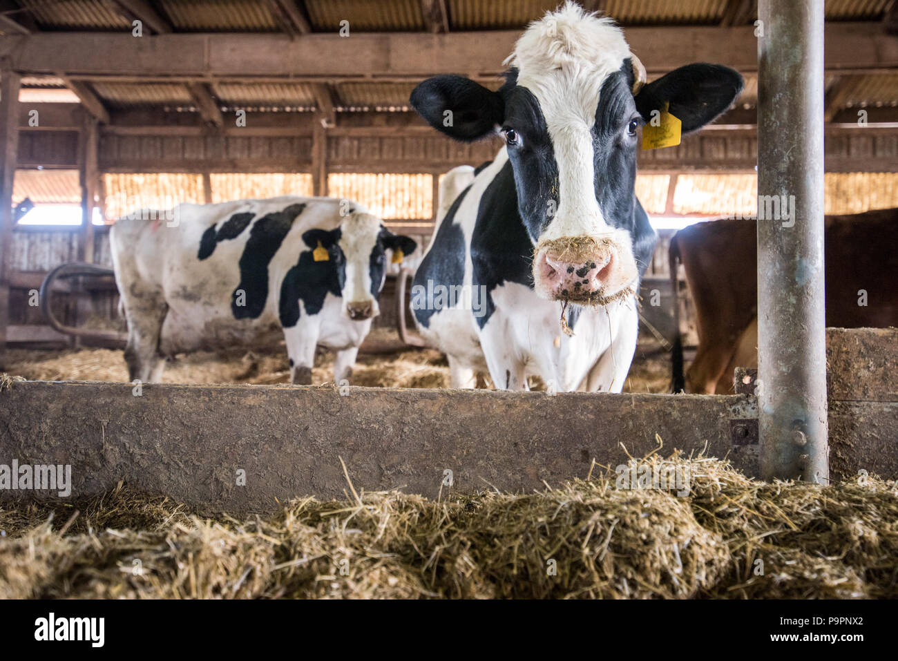 Bin on head hi-res stock photography and images - Alamy