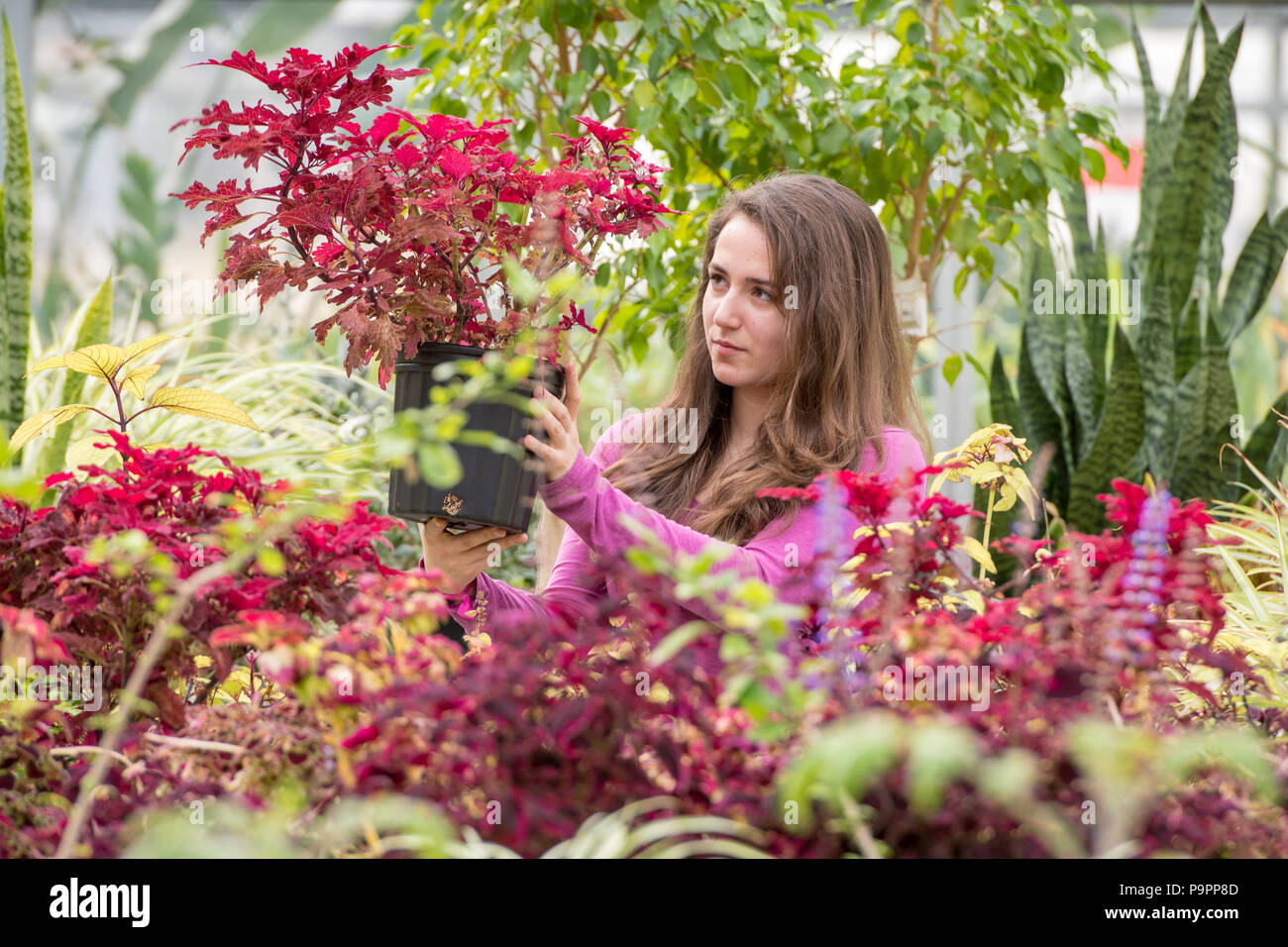 Young adult female holds up shrub plant to observe its red leaves ...