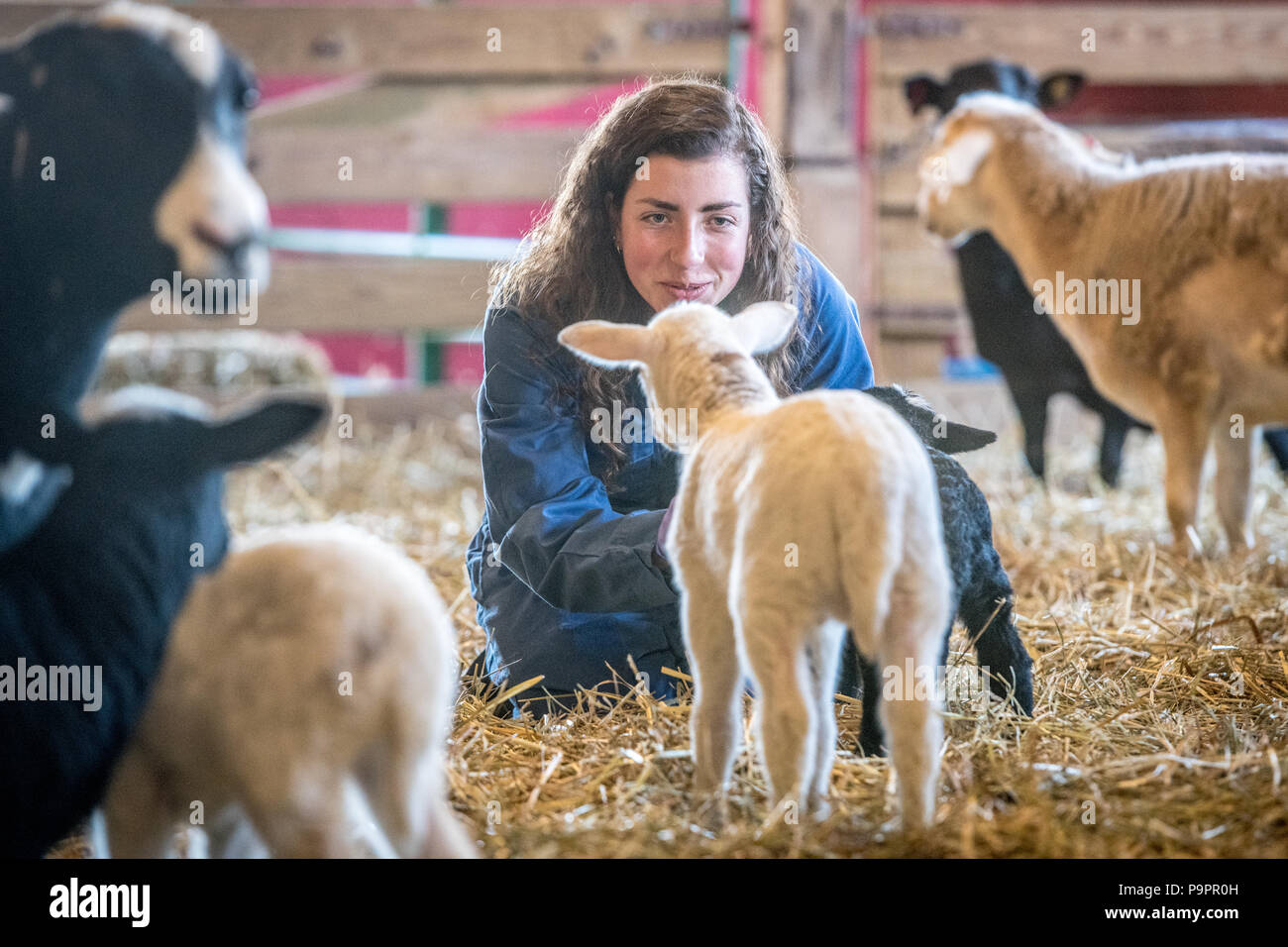 Veterinary students hi-res stock photography and images - Alamy