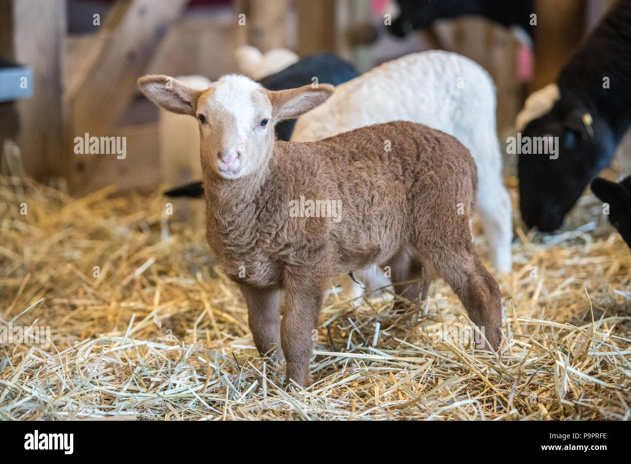 A fluffy lamb stands in hay, College Park, Maryland Stock Photo - Alamy
