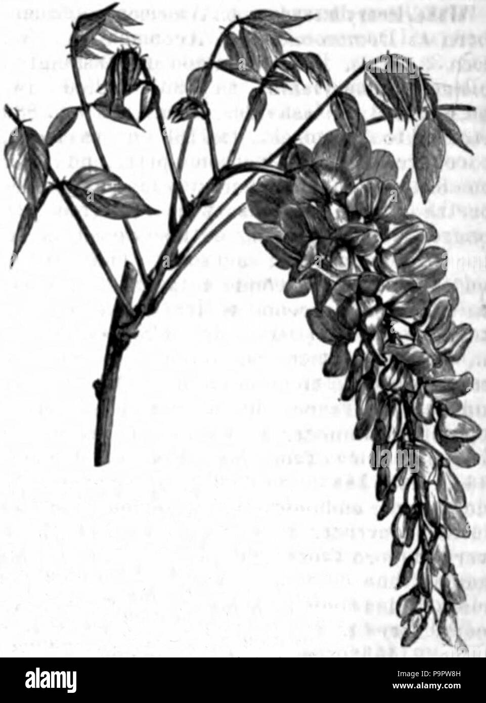 Chinese wistaria hi-res stock photography and images - Alamy