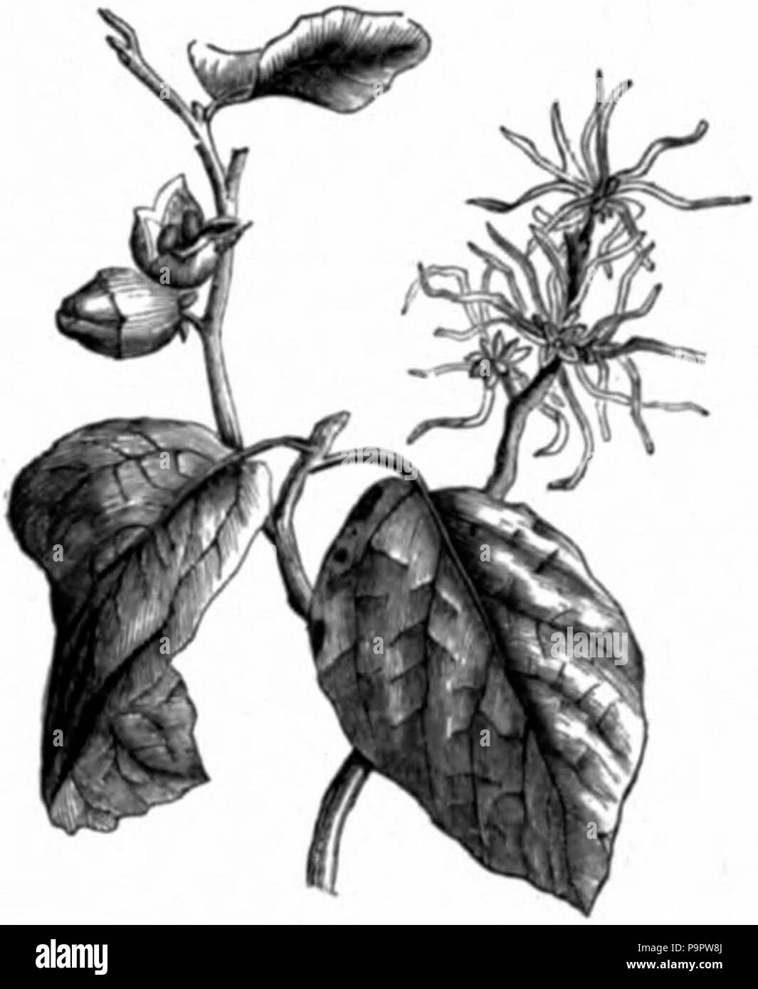 . English: Woodcut representing the American witch hazel (Hamamelis ...
