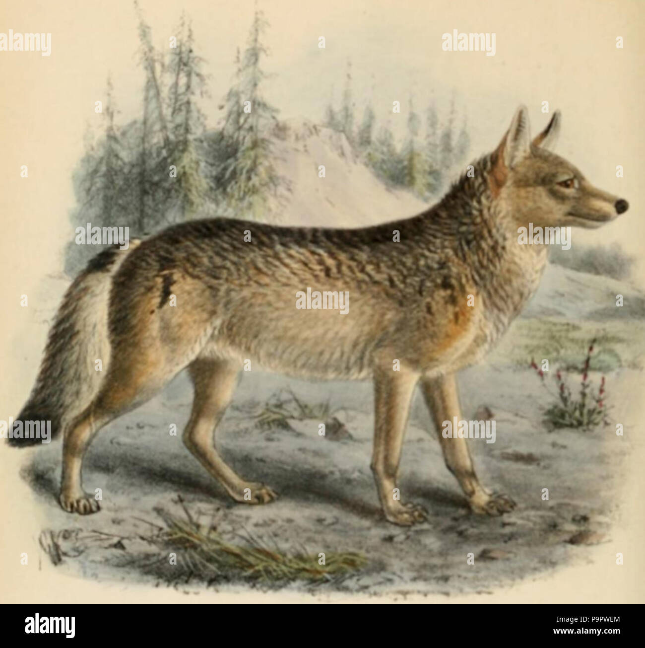 Wolf conservation yellowstone hi-res stock photography and images - Alamy