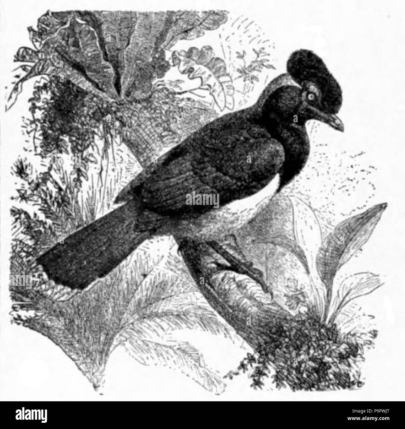 Americana art Cut Out Stock Images & Pictures - Alamy