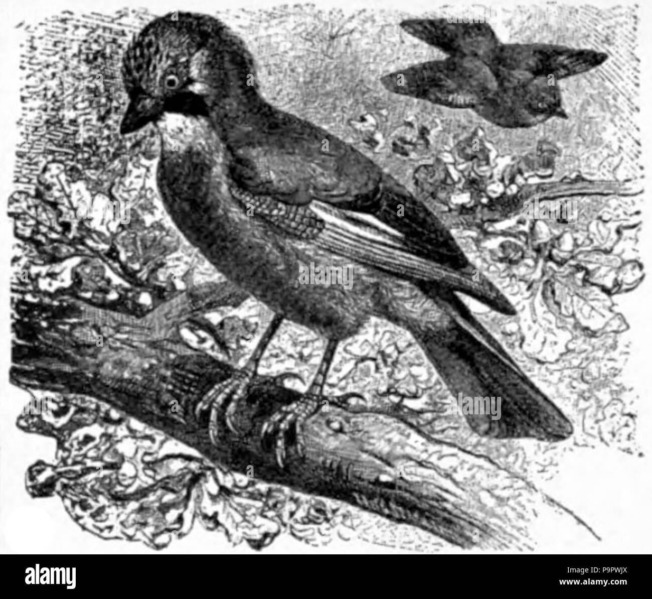 European jay Black and White Stock Photos & Images - Alamy