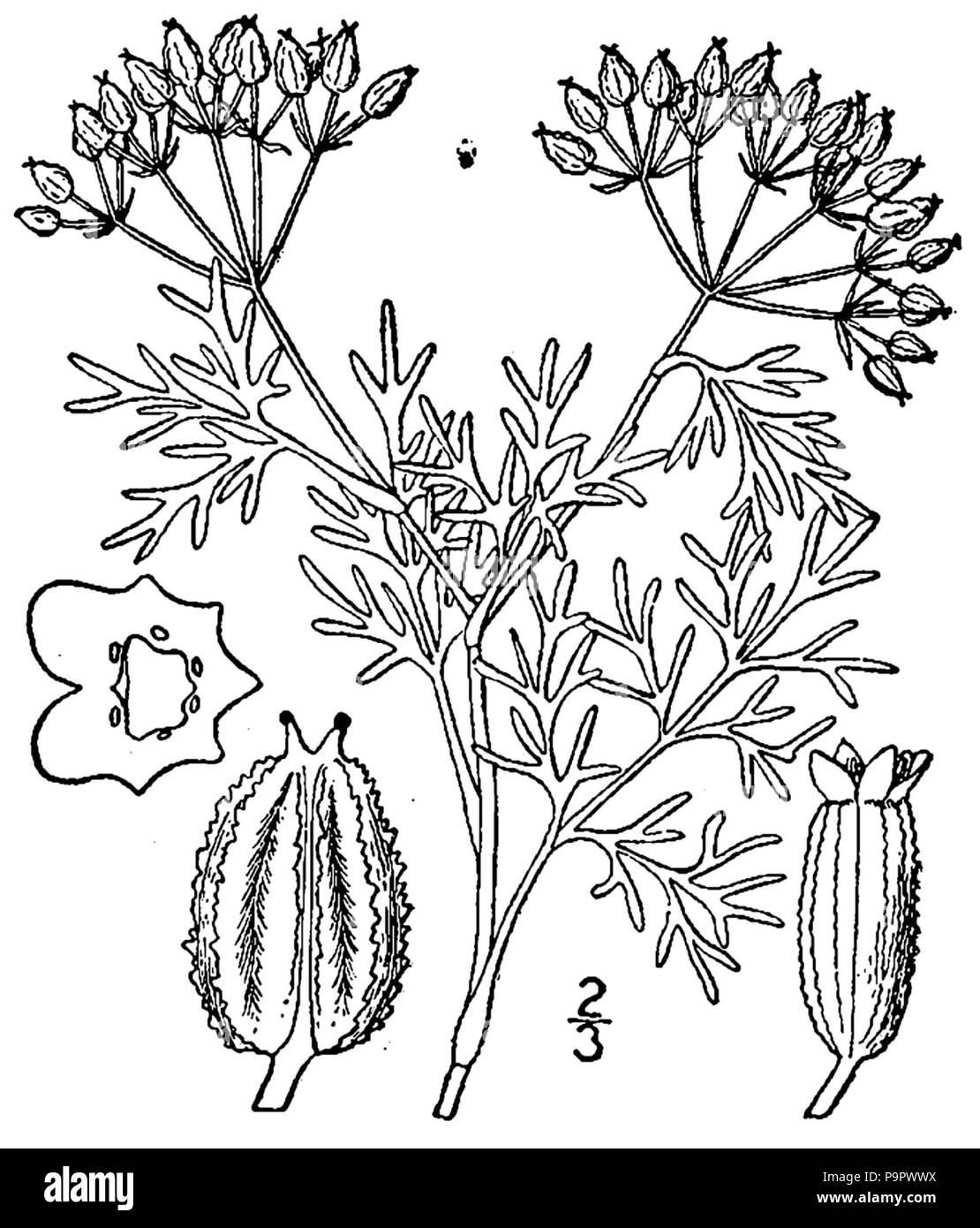 Popei hi-res stock photography and images - Alamy