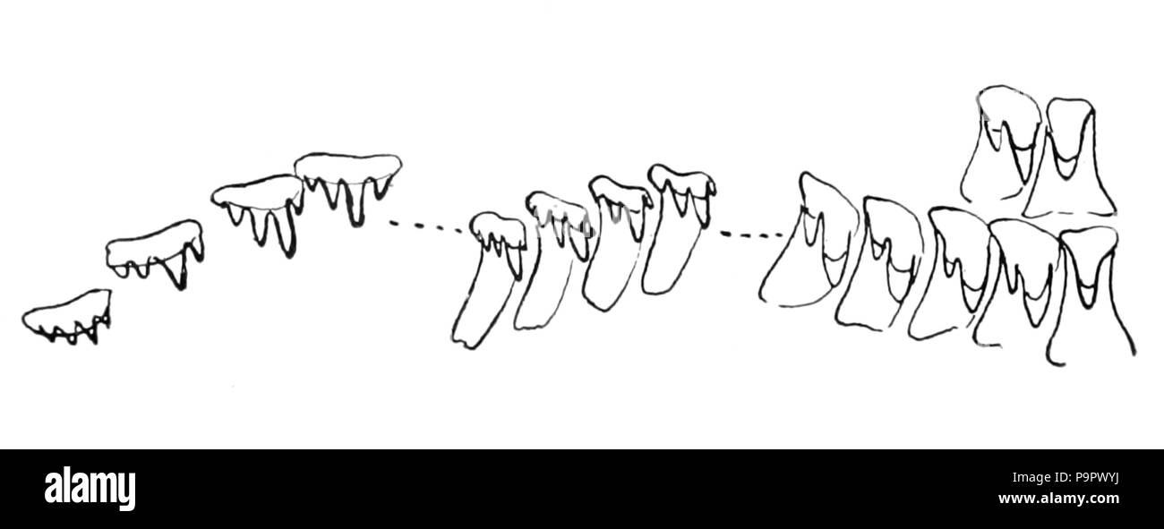 Radula snail hi-res stock photography and images - Alamy