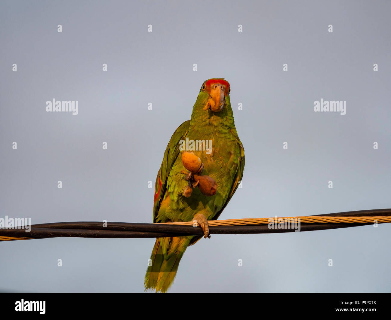 Parrot telephone hi-res stock photography and images - Alamy