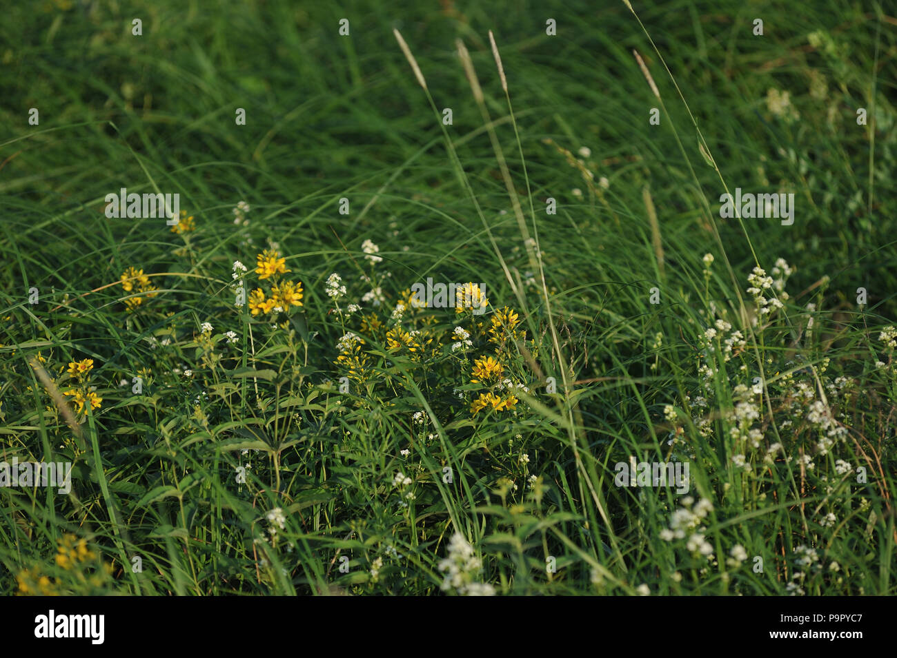 St johns wort leaf hi-res stock photography and images - Alamy
