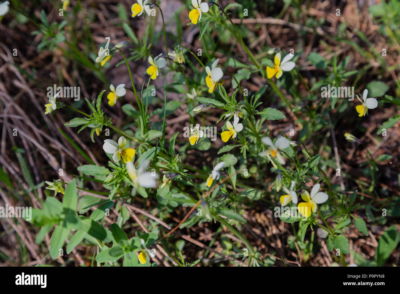 Forest white flowers on a glade on a sunny day Stock Photo - Alamy