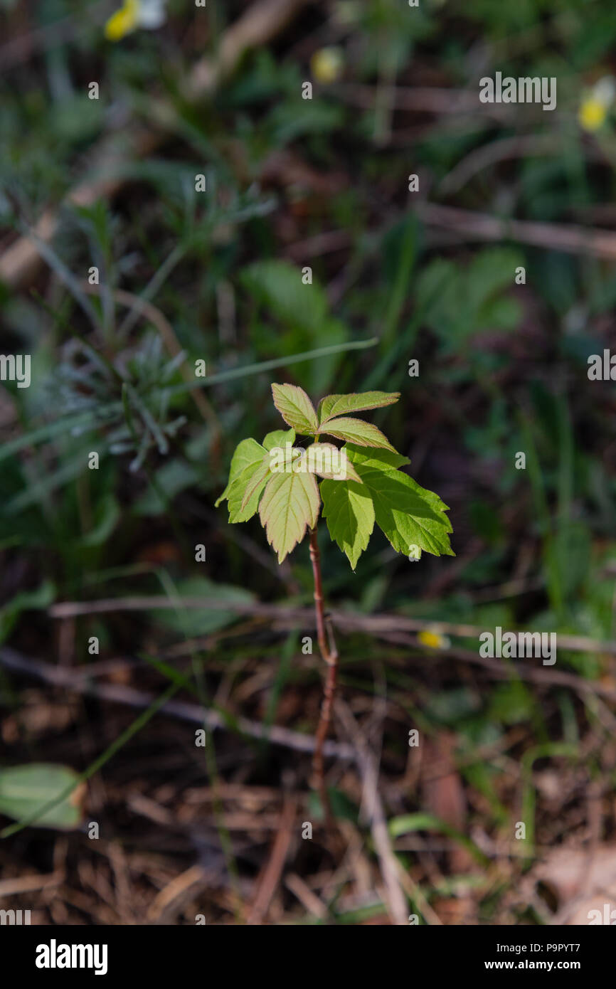Wet leaf of a young maple tree hi-res stock photography and images - Alamy