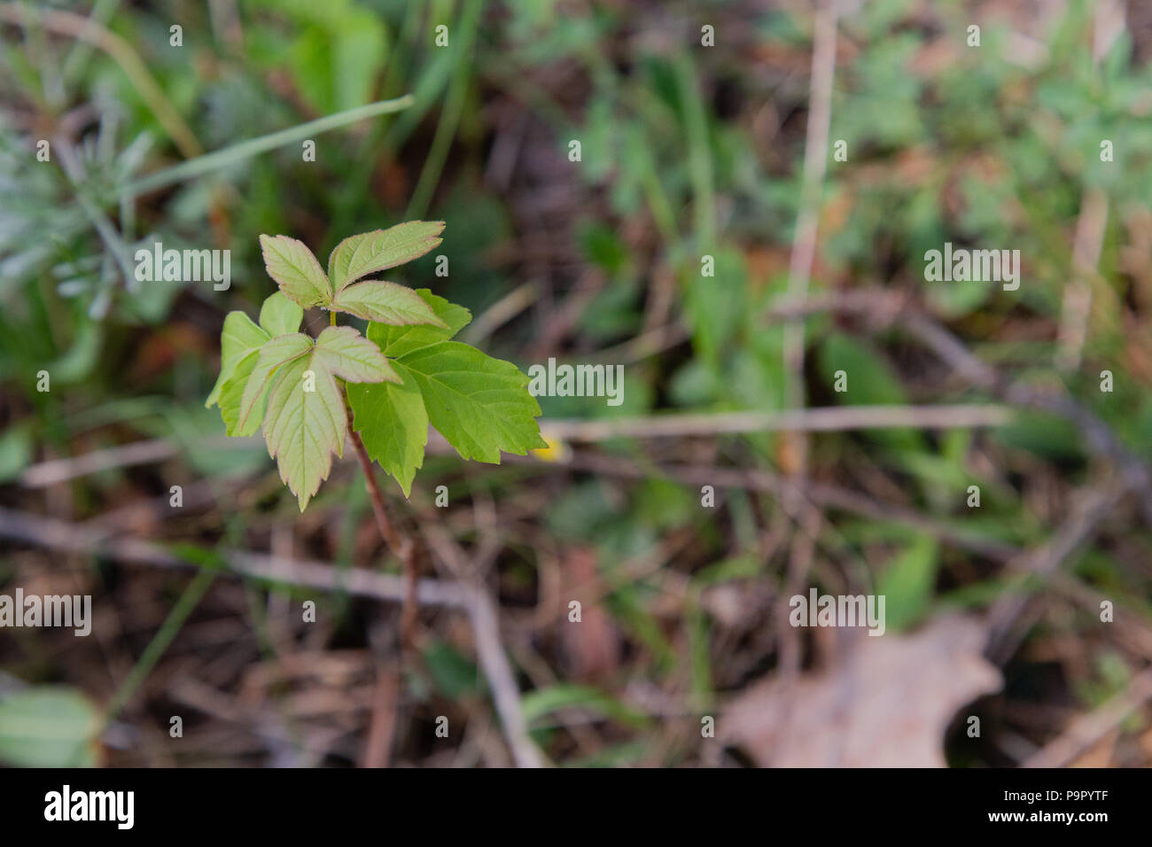 Wet leaf of a young maple tree hi-res stock photography and images - Alamy