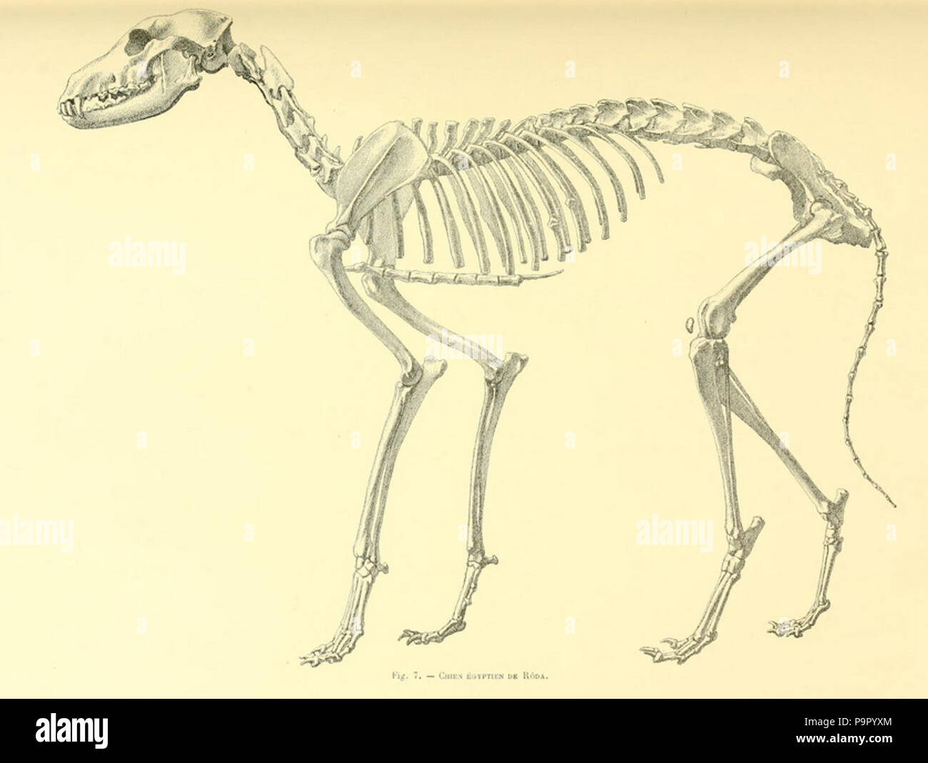 Lyon museum of natural history hi-res stock photography and images - Alamy