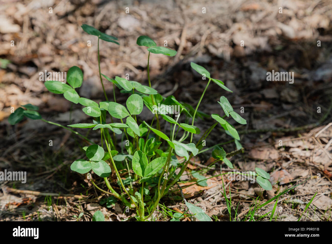 Small grass on the ground in the forest, grass texture Stock Photo - Alamy