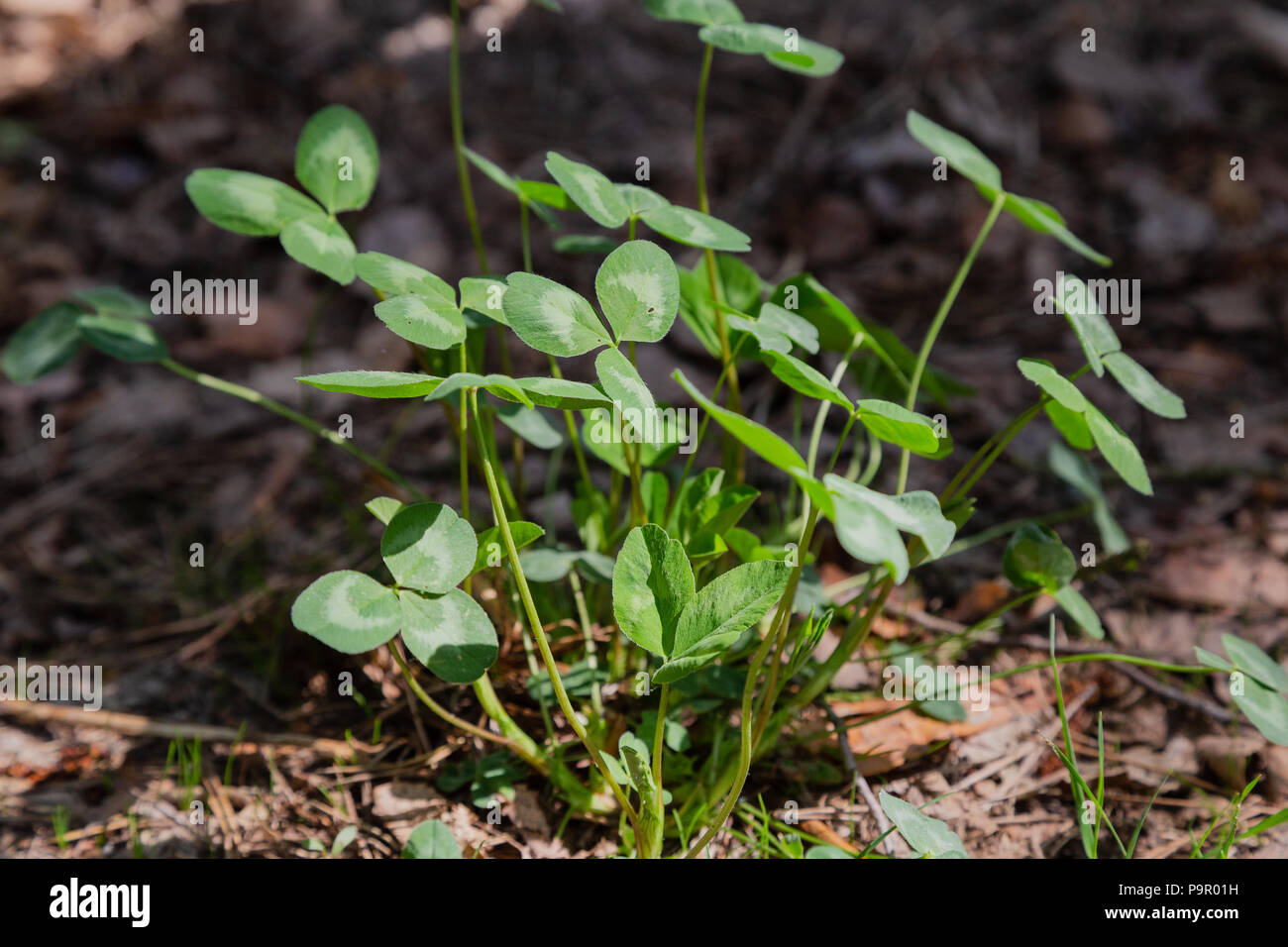 Small grass on the ground in the forest, grass texture Stock Photo - Alamy