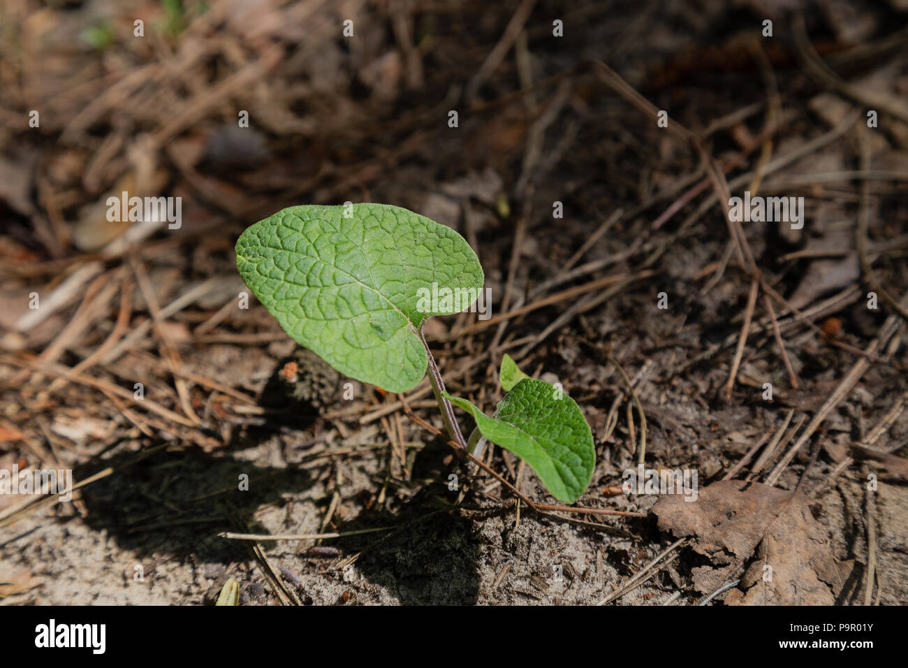 Small grass on the ground in the forest, grass texture Stock Photo - Alamy