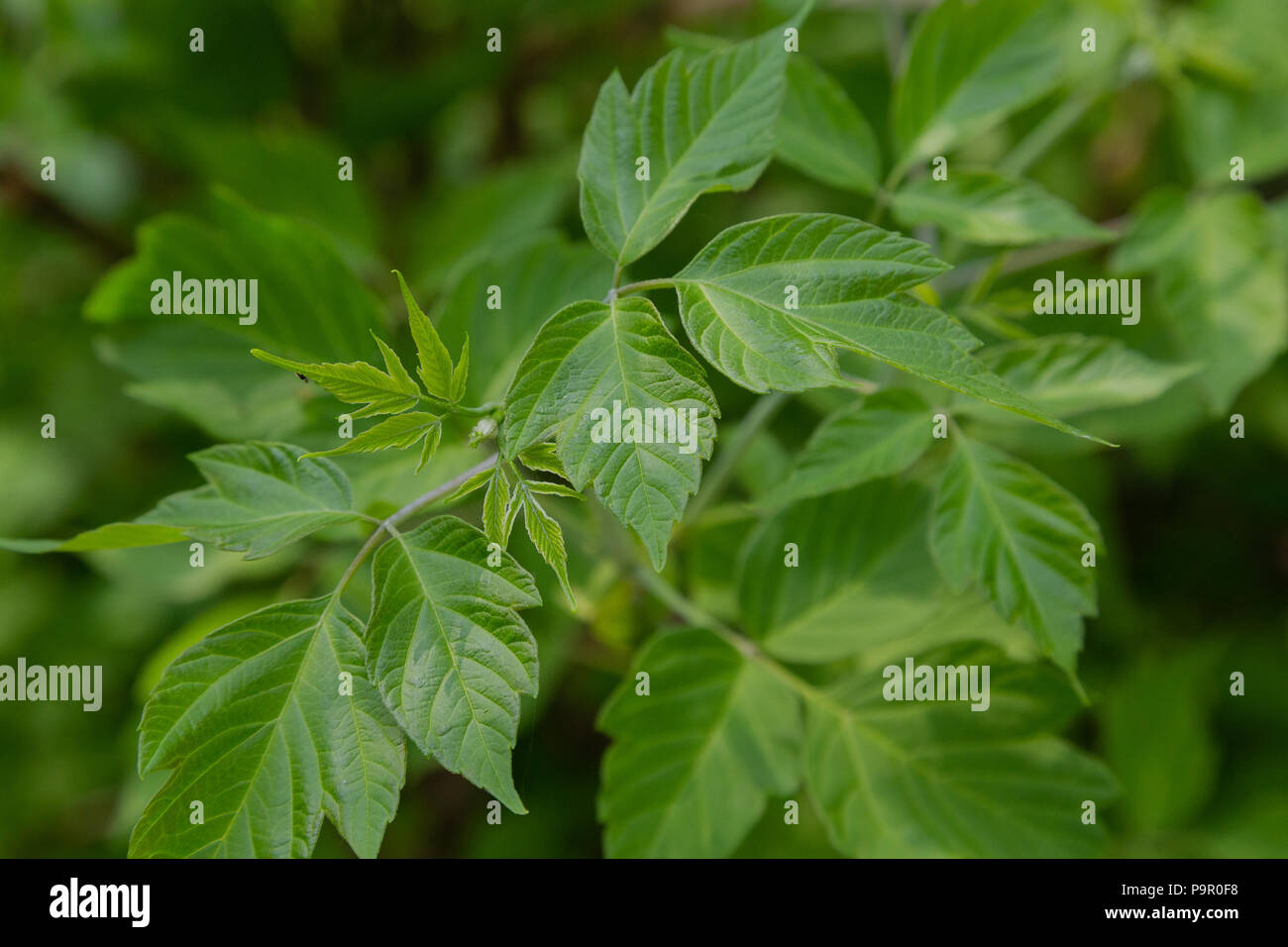 Scion of a young tree in the forest Stock Photo - Alamy