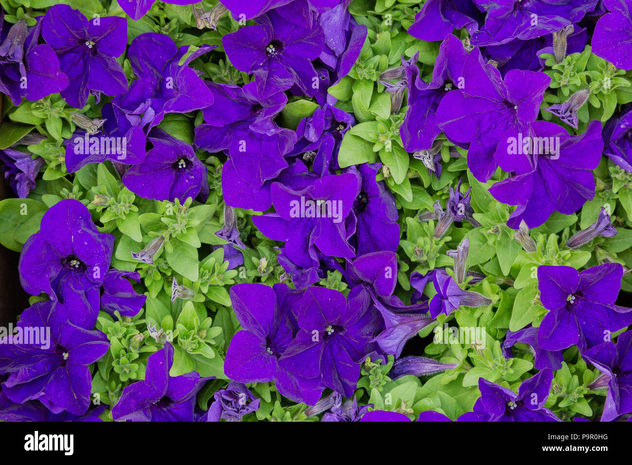 Petunia, background of flowers of petunia in large numbers Stock Photo ...