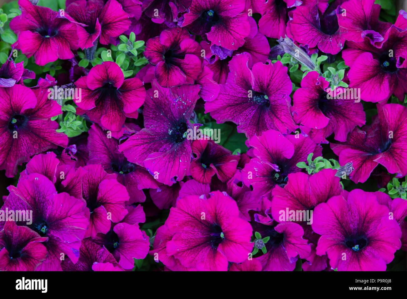 Petunia, background of flowers of petunia in large numbers Stock Photo ...