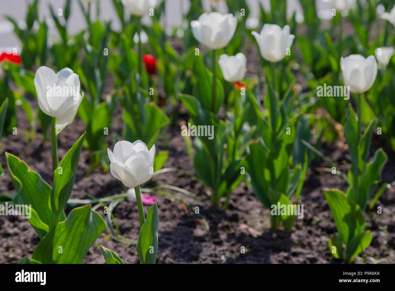 Tulips in wild nature in the fresh air Stock Photo - Alamy
