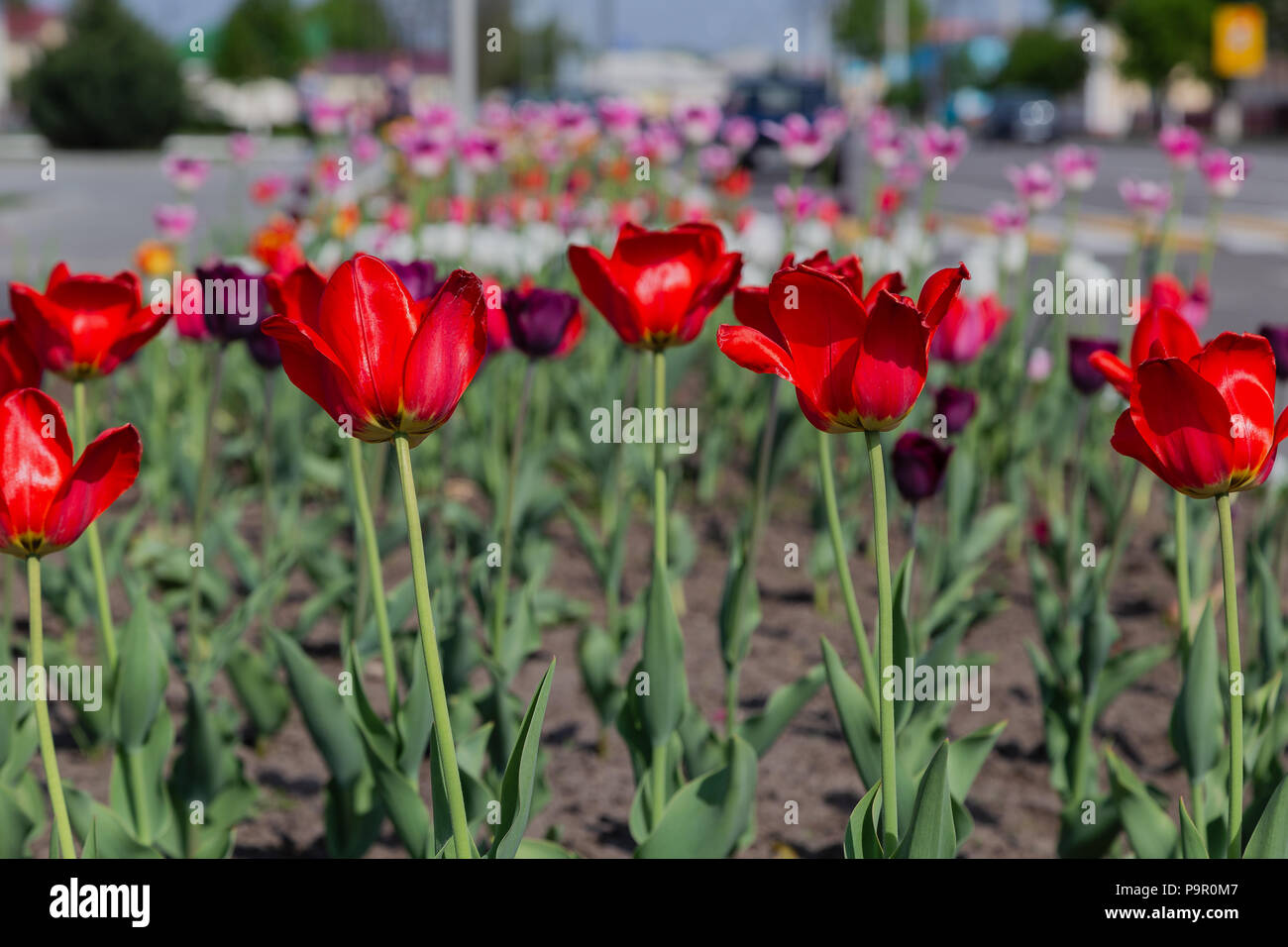 Tulips in wild nature in the fresh air Stock Photo - Alamy