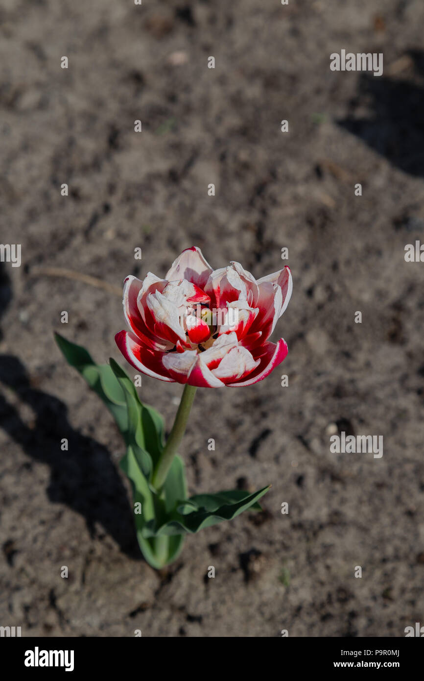 Tulips in wild nature in the fresh air Stock Photo - Alamy