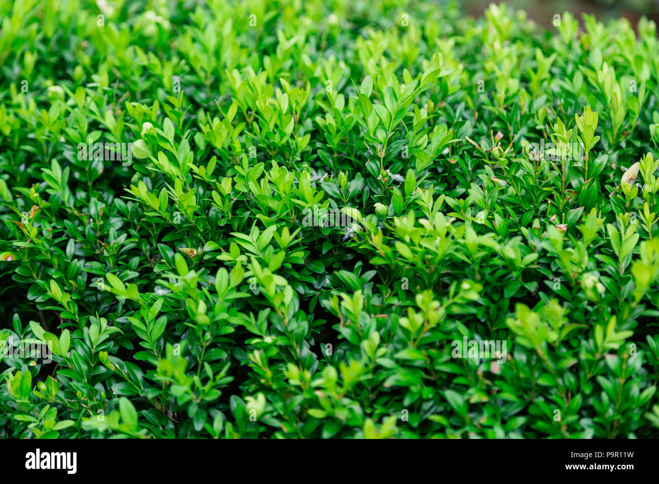 Bigleaves hi-res stock photography and images - Alamy