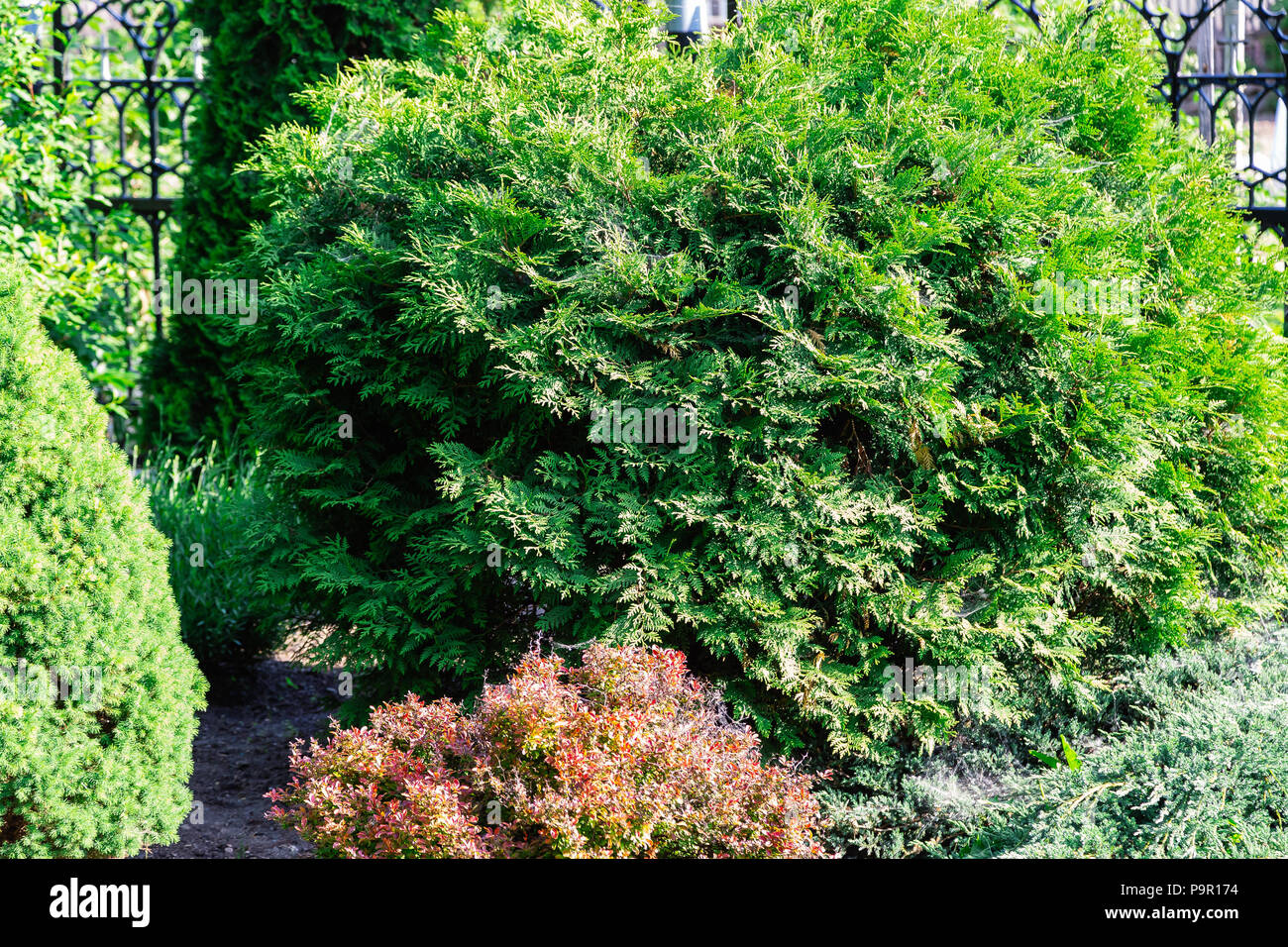 Green bright bush in sunny weather, grass texture Stock Photo - Alamy