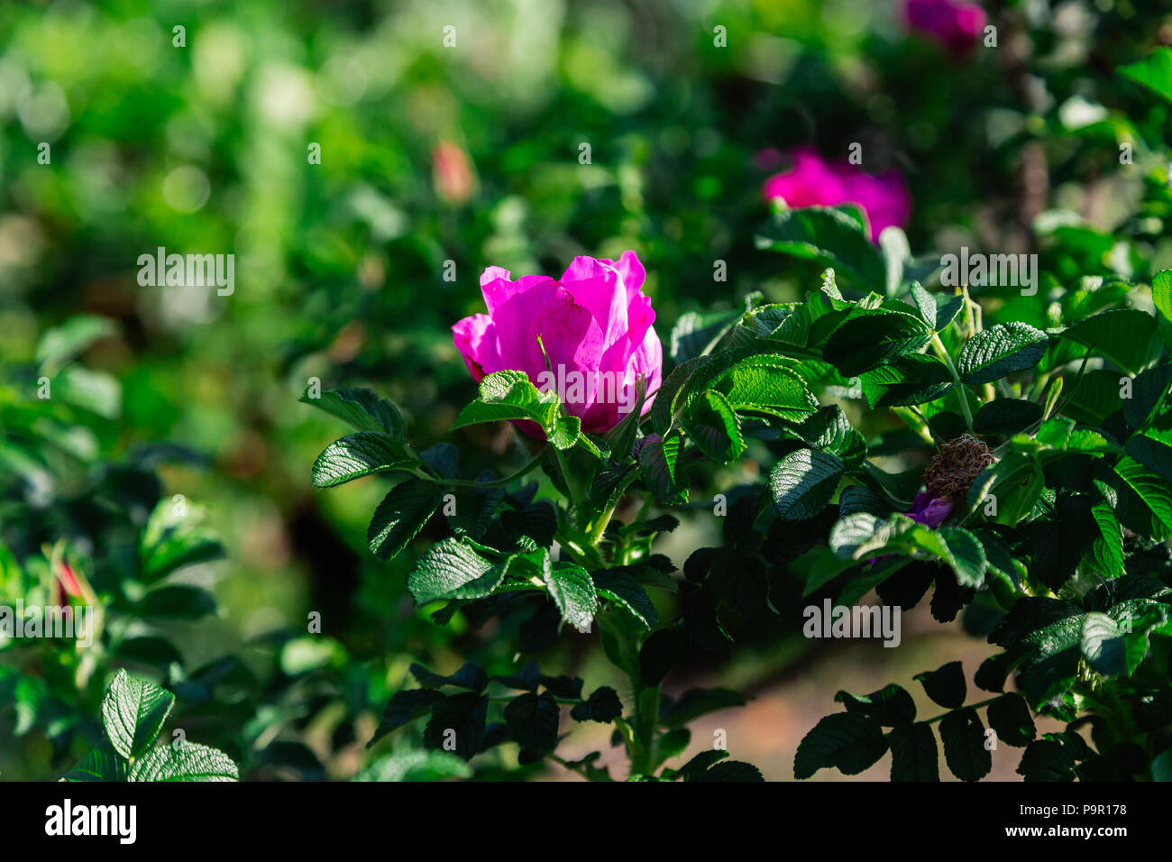 High growing bushes of fragrant red rose Stock Photo - Alamy