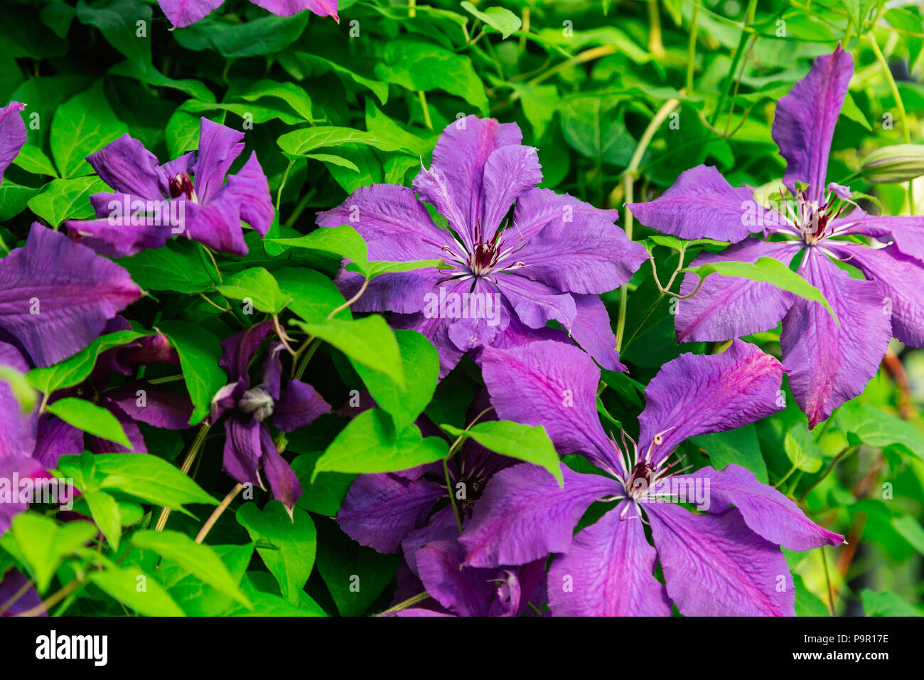 Petunia, background of flowers of petunia in large numbers Stock Photo ...