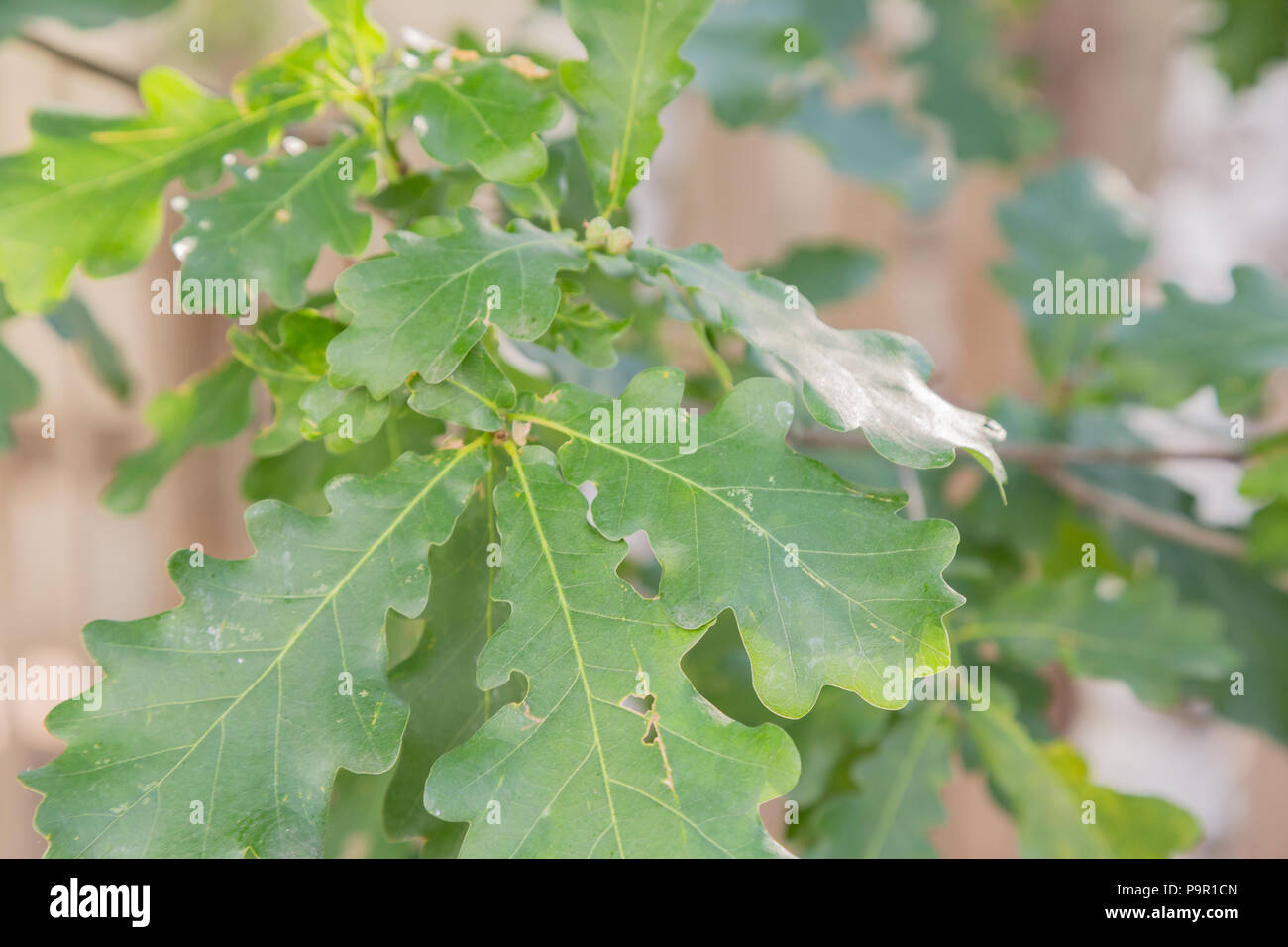 Green oak leaves on a branch in the sunlight Stock Photo - Alamy