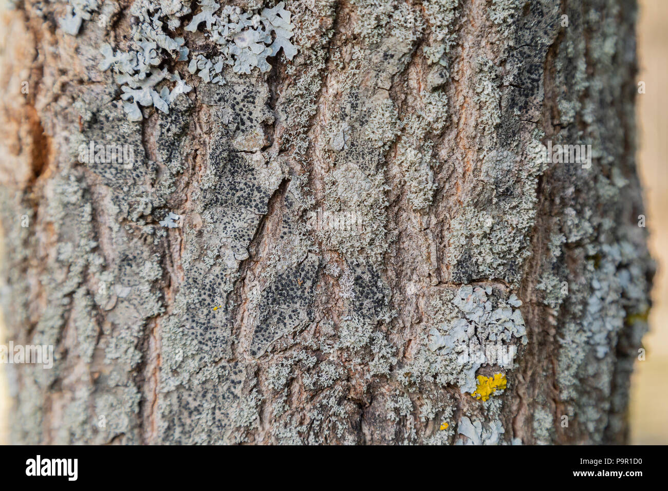Bark of a tree close-up, crust texture Stock Photo - Alamy