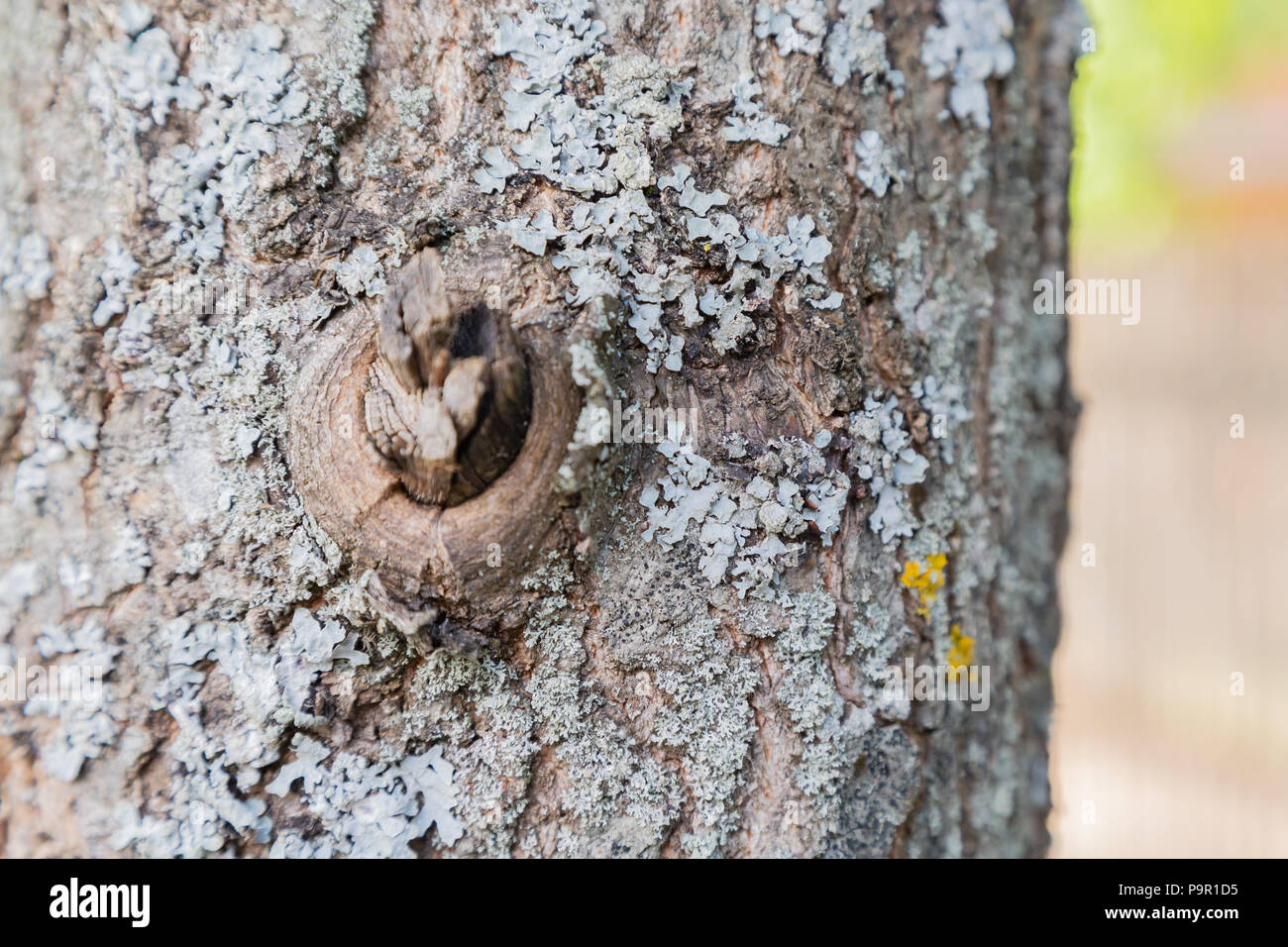 Bark of a tree close-up, crust texture Stock Photo - Alamy