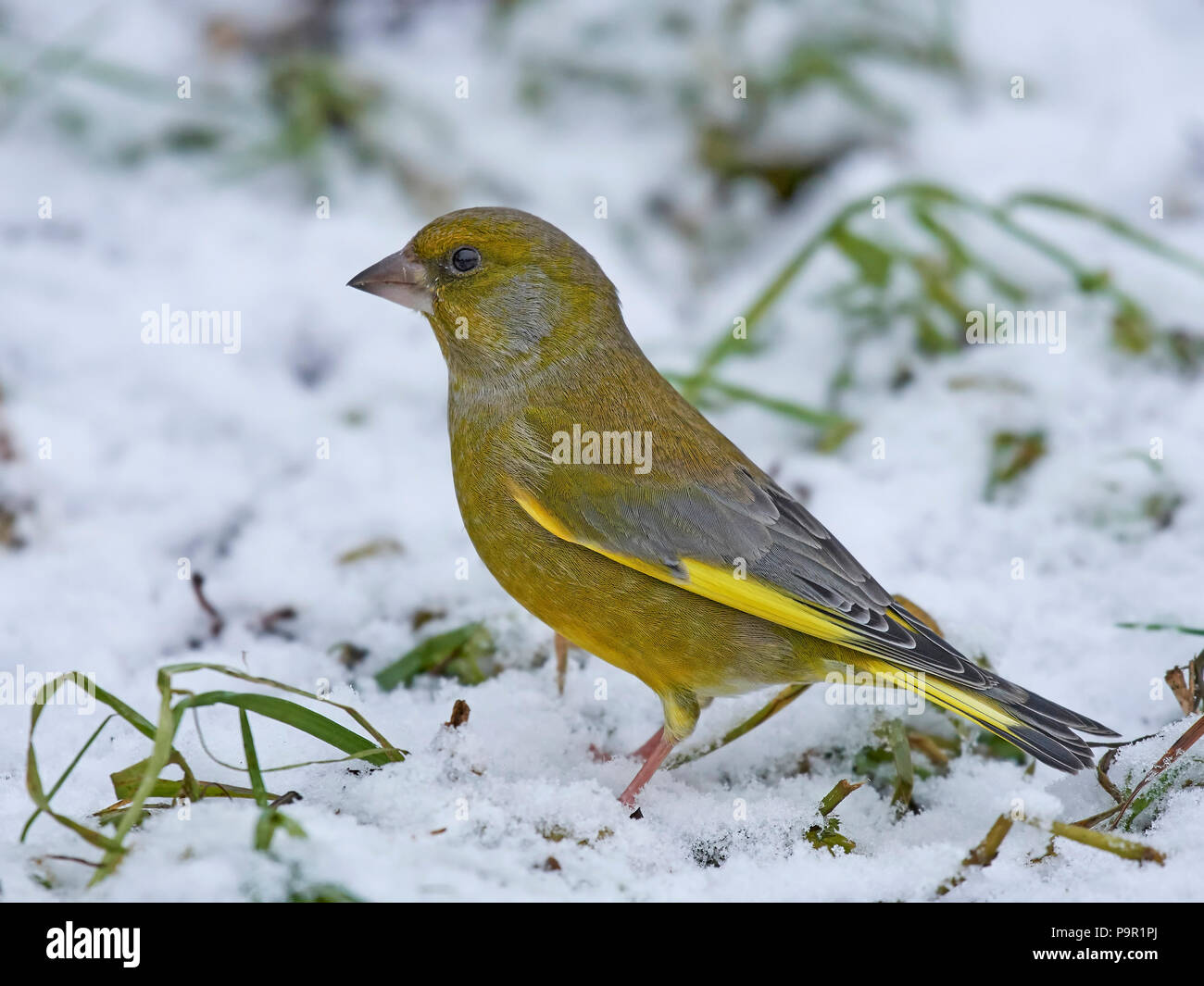 European greenfinch in its natural habitat Stock Photo - Alamy