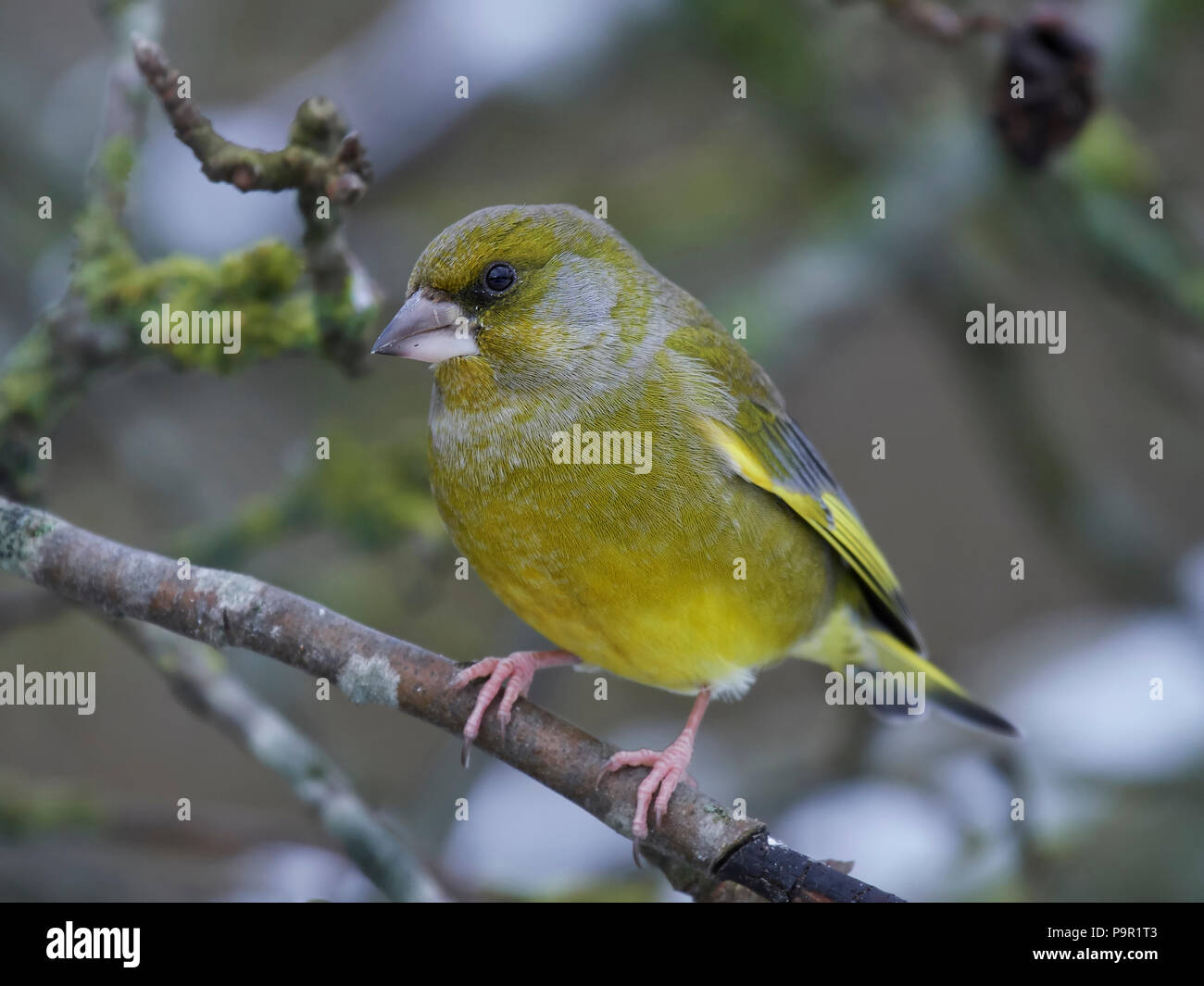 European greenfinch in its natural habitat Stock Photo - Alamy