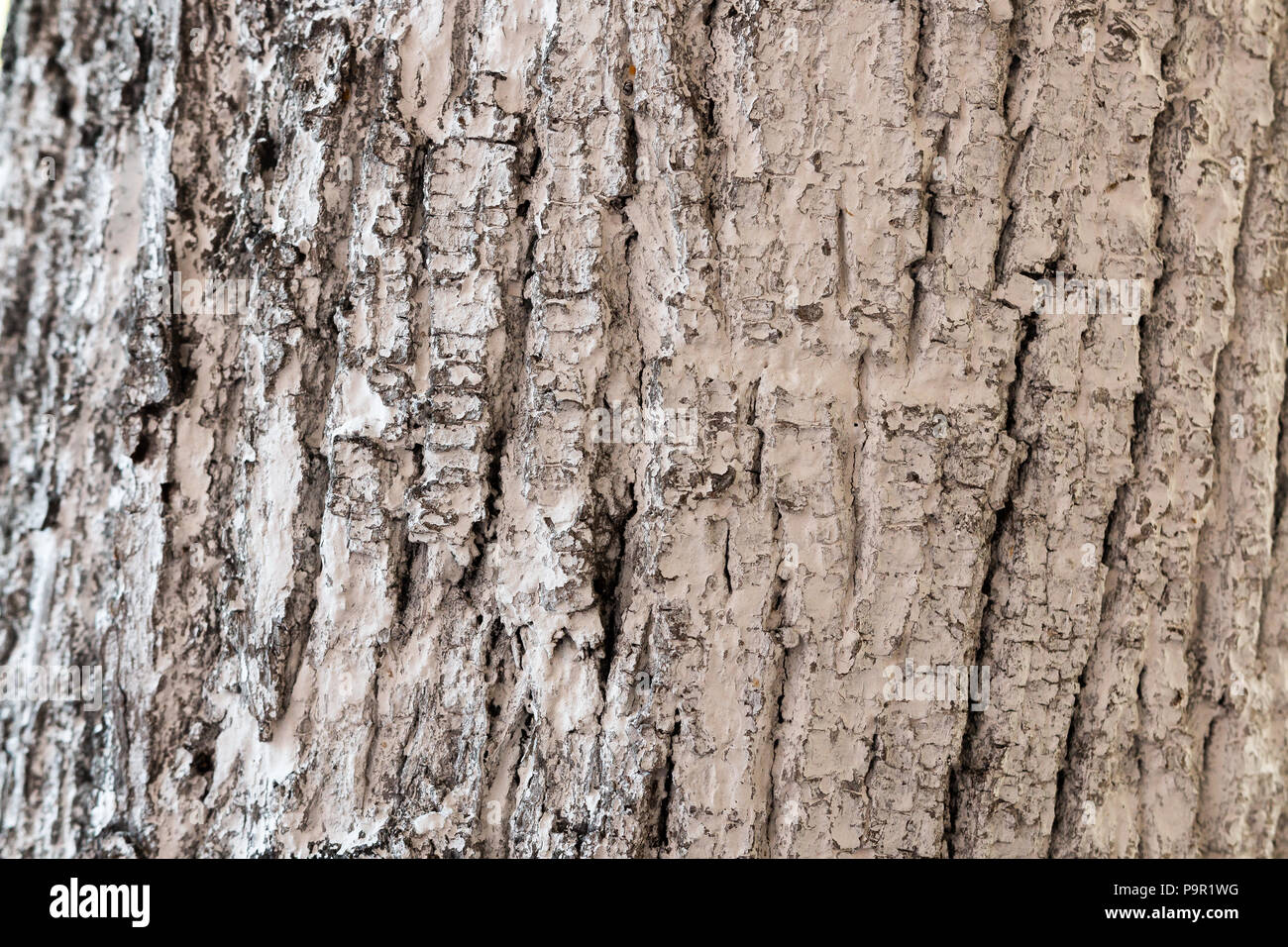 Bark of a tree close-up, crust texture Stock Photo - Alamy