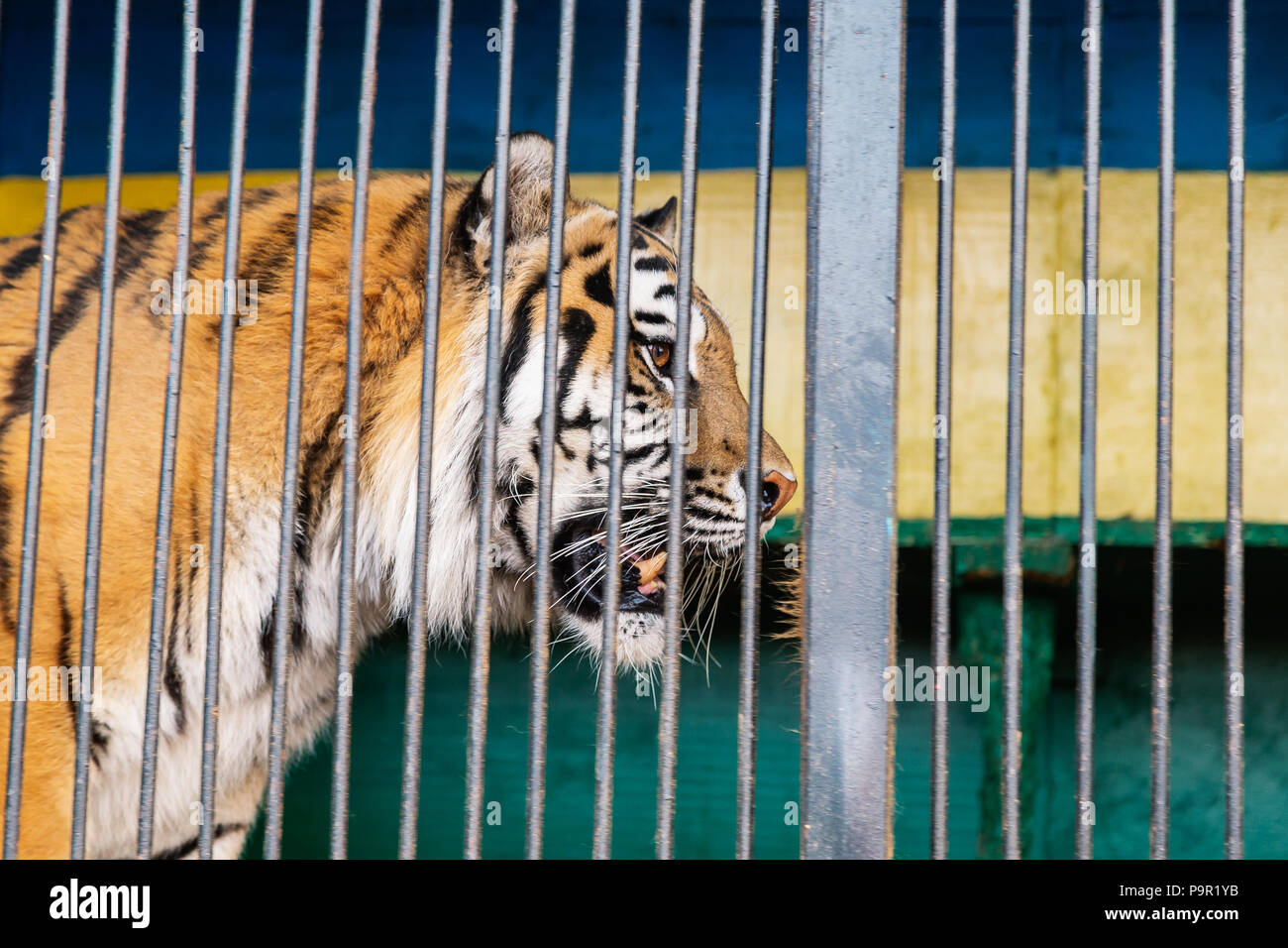 wild tiger portret trapped betweencage bars. Tiger in a cage Stock ...